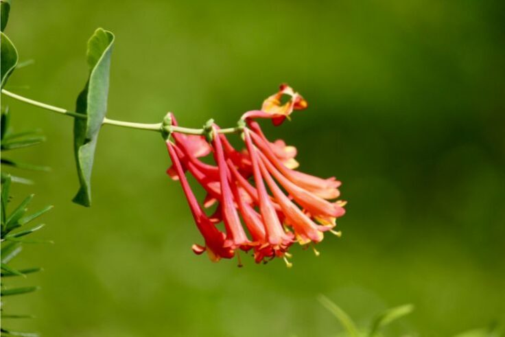 The 10 Best Flowers to Attract Hummingbirds To Your Yard