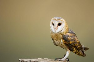 11 Owls of Michigan and Where To Find Them