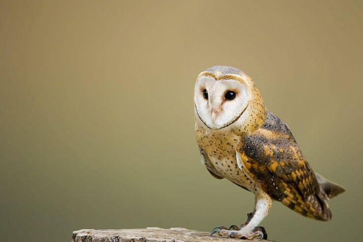 The 8 Owls Of Kentucky And Where To Find Them