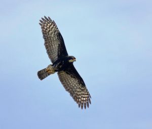 The Black Sparrowhawk - A Tenacious African Raptor