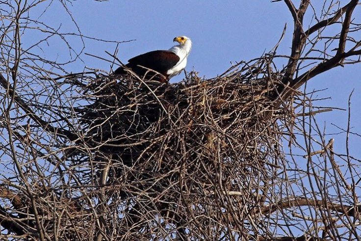 The African Fish Eagle - An Icon of Africa