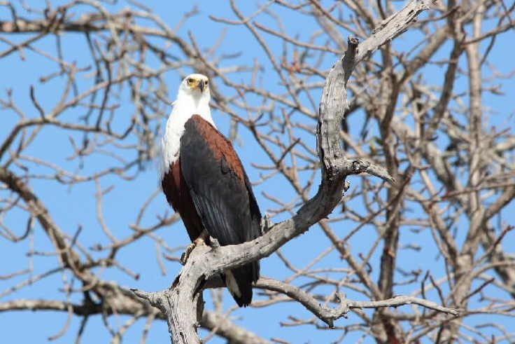 The African Fish Eagle - An Icon of Africa