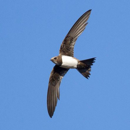 The Alpine Swift - A Life In Flight
