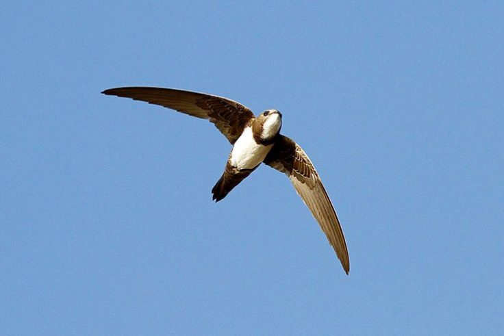 The Alpine Swift - A Life In Flight
