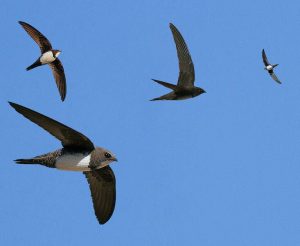 The Alpine Swift - A Life In Flight