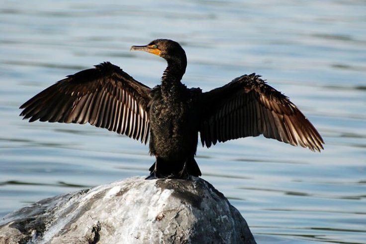 Cormorants - The Master Divers