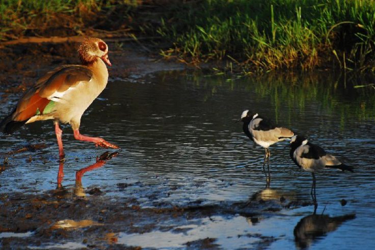 The Egyptian Goose (Alopochen aegyptiacus)