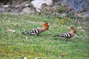 Upupidae – The Hoopoe Family, their Habitats and Distribution