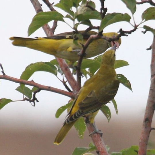 The Golden Oriole: 5 Things You Should Know
