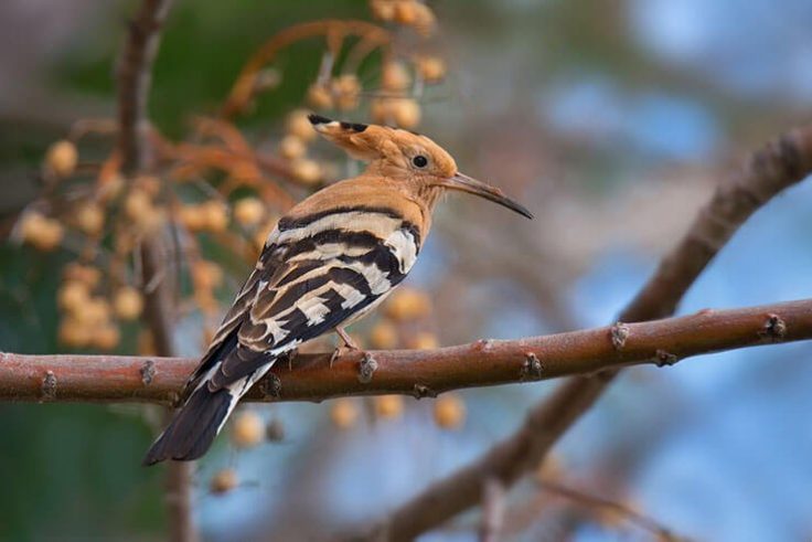 Upupidae – The Hoopoe Family, their Habitats and Distribution