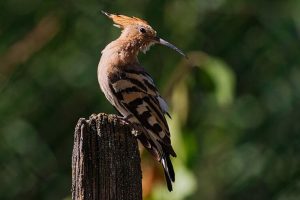 Upupidae – The Hoopoe Family, their Habitats and Distribution