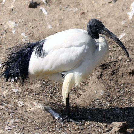 The Sacred Ibis - An Unfortunate Honour