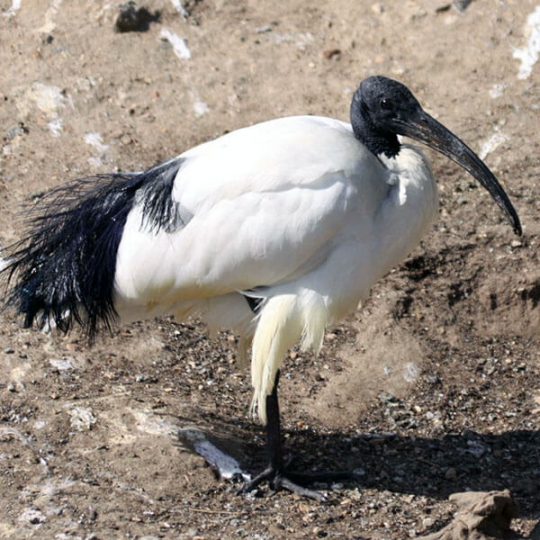 The Sacred Ibis - An Unfortunate Honour
