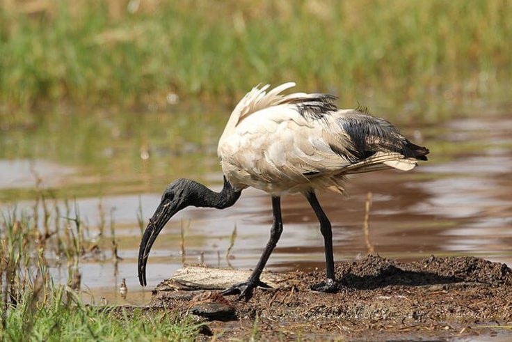 The Sacred Ibis - An Unfortunate Honour