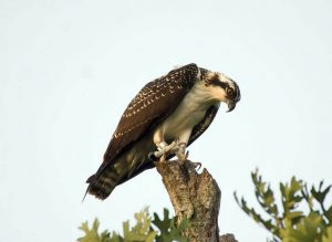 Identifying Raptors - How to Differentiate Birds of Prey