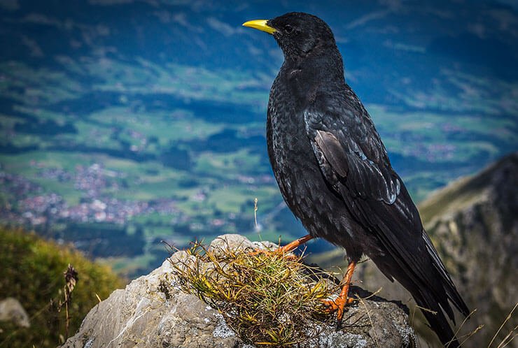 The Alpine Chough - A Regular of the Ski Resorts