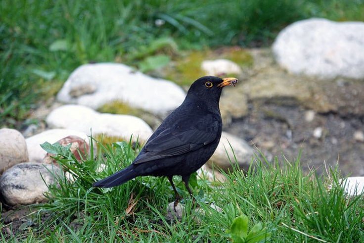 Amazing Black Bird with Yellow Beak - Common Blackbird