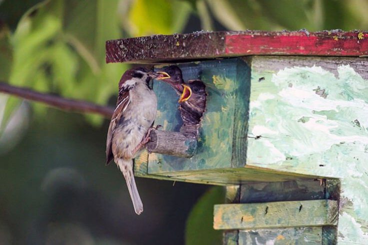 The House Sparrow (Passer domesticus) - Avibirds
