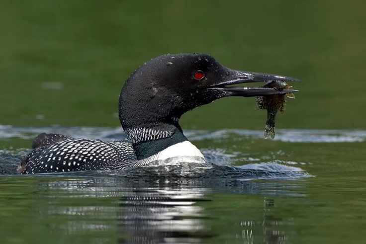 The Common Loon (Gavia immer): 6 Things To Know