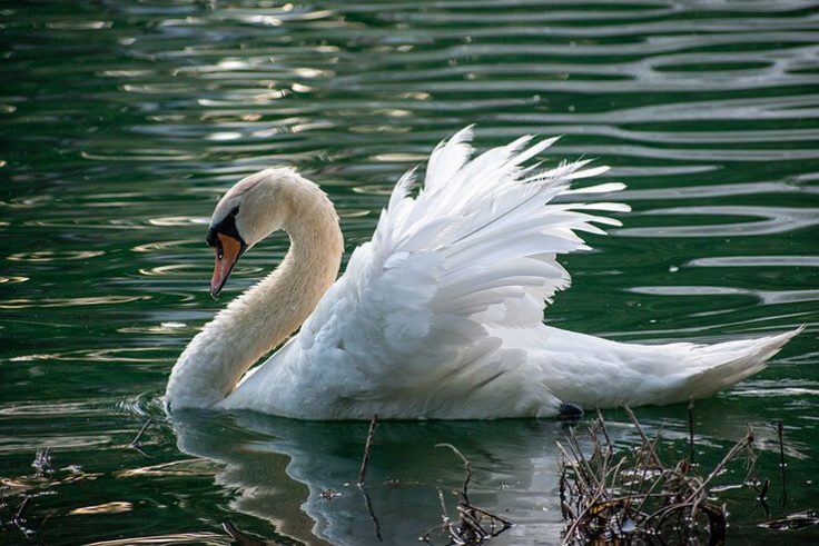 The Mute Swan - The Elegant Inhabitant Of Water