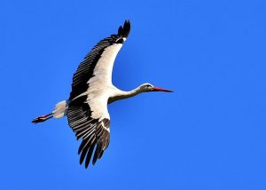 The White Stork (Ciconia ciconia) - Large, Elegant And Majestic