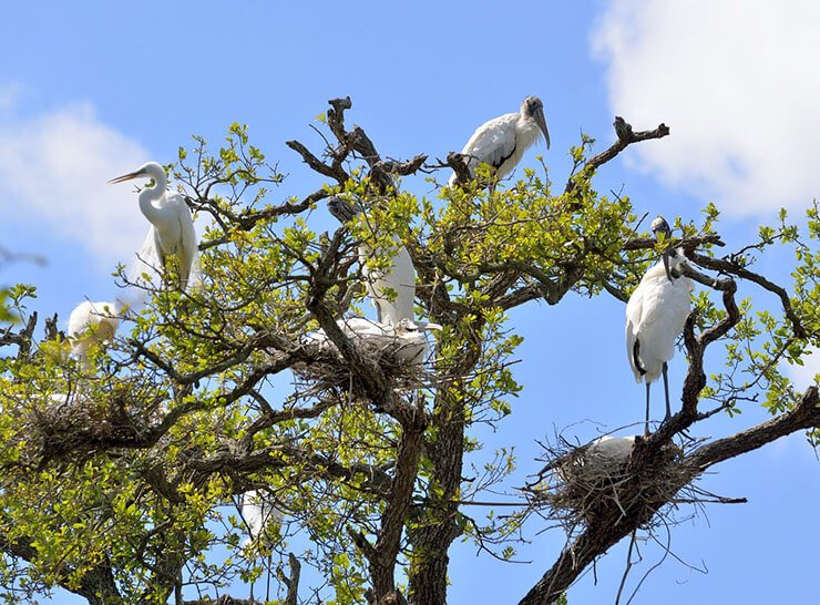 The Great Egret Ardea Alba The Lord Of The Wetlands The Great Egret Ardea Alba The Lord Of The Wetlands
