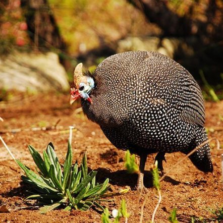 The Helmeted Guineafowl - A Bird With An Ancient And Omplex History