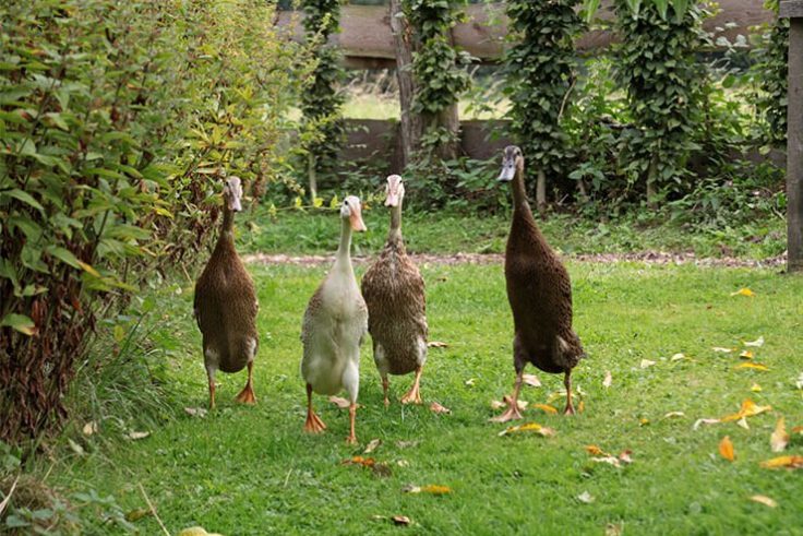 The Indian Runner Duck - One Of The Oldest Domestic Ducks
