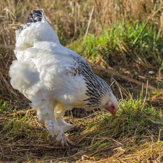 The Brahma Chicken - Giant, Ornamental Asian Chicken