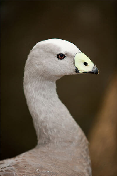 The Cape Barren Goose - An Exotic Species Of Goose