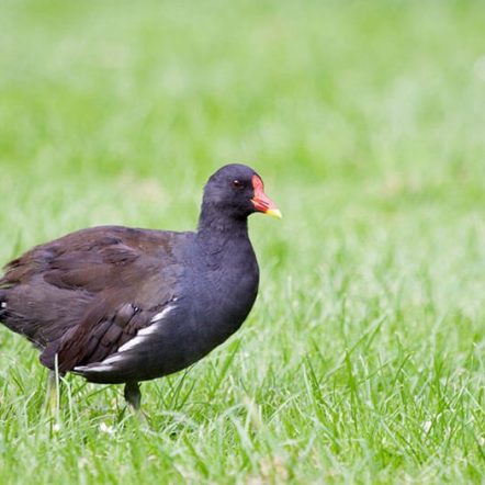 The Moorhen (Gallinula chloropus) - A Widespread Migrant Bird