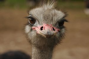 The Common Ostrich (Struthio camelus) - A Record Bird