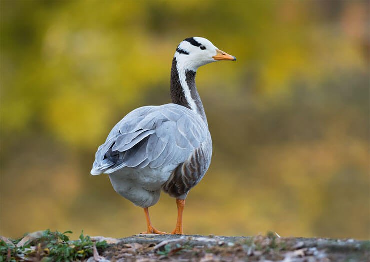 The Bar-Headed Goose - The Formidable "Astronaut Goose"