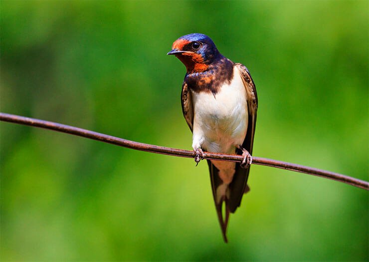 The Barn Swallow (Hirundo rustica) - A Symbol Of Spring