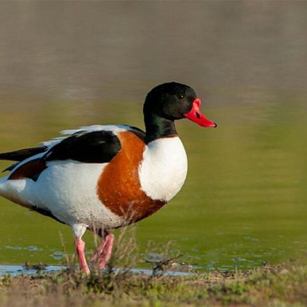 The Common Shelduck - A Duck Who Thinks He's A Fox