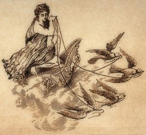 European Turtle Dove (Streptopelia turtur)