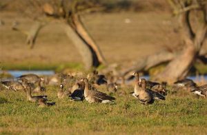 The Greater White-Fronted Goose - A Goose That Thrives In Cold Weather