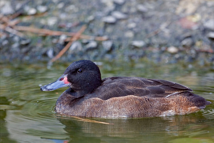 The Black-Headed Duck - A South American Anatidae