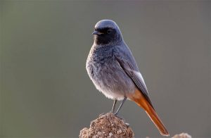 The Black Redstart - A Red Tail Always On Alert