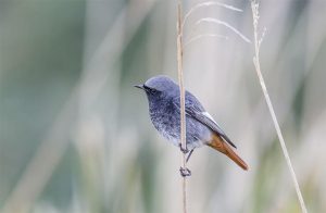 The Black Redstart - A Red Tail Always On Alert