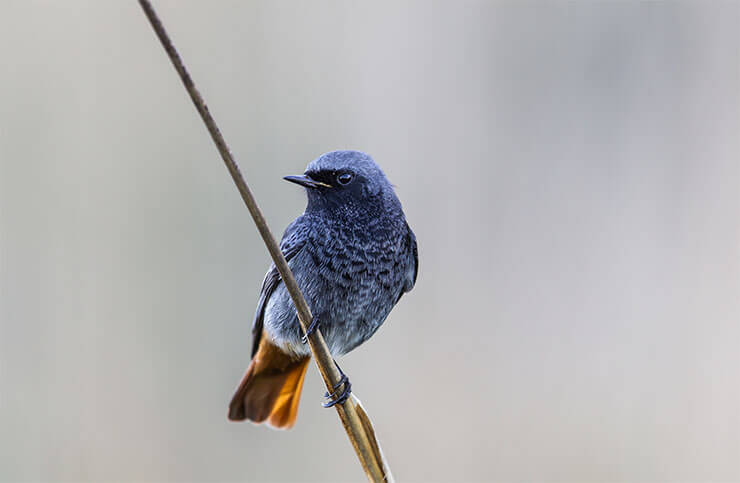 The Black Redstart - A Red Tail Always On Alert