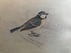 Eurasian Blue Tit (Cyanistes caeruleus) - Bluest Of The Blue