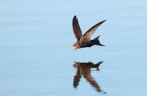Common Swifts - The Aerial Masters