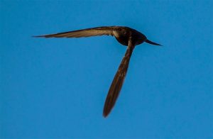Common Swifts - The Aerial Masters