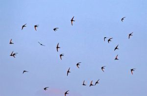 Common Swifts - The Aerial Masters