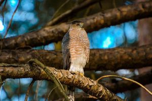 The 8 Hawk Types Of New York And Where To Find Them