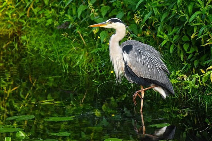 Wading Through Wetlands With The Grey Heron