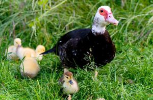 The Muscovy Duck - A Duck With Red Face