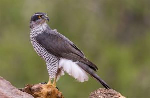 The Hawks Of Ohio - 9 Species To Look For