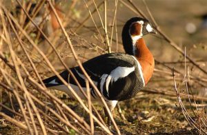 The Red-Breasted Goose - One Of The Most Pretty Geese In The World